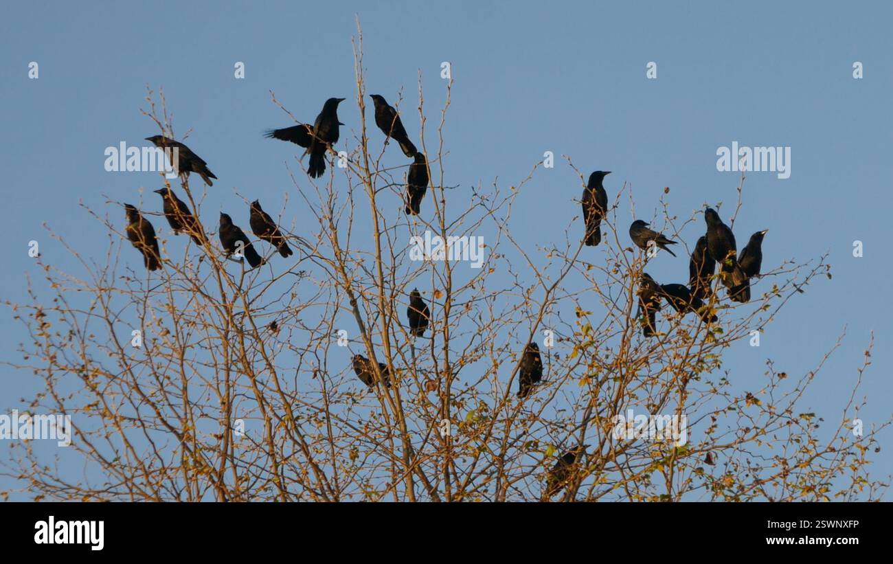 Culver City, California, USA 20th February 2025 Murder of Crows/Ravens ...