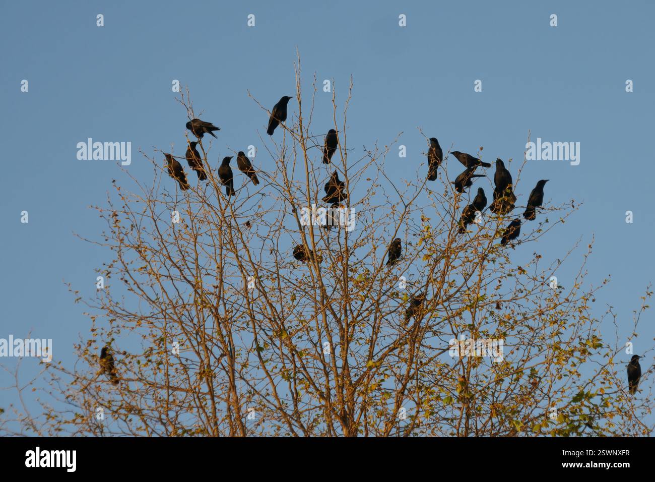 Culver City, California, USA 20th February 2025 Murder of Crows/Ravens ...