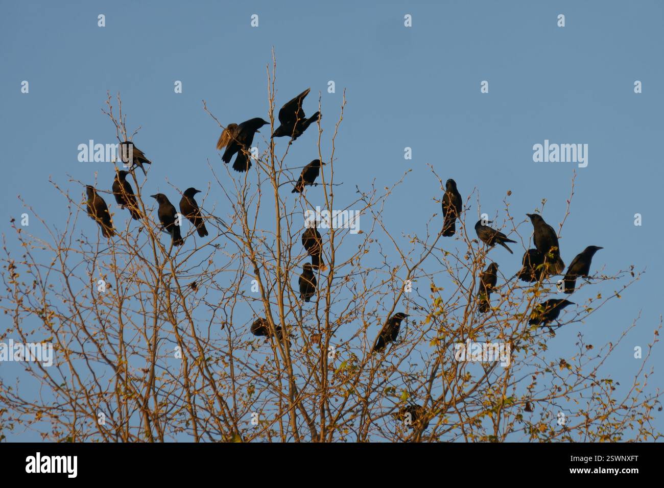 Culver City, California, USA 20th February 2025 Murder of Crows/Ravens ...