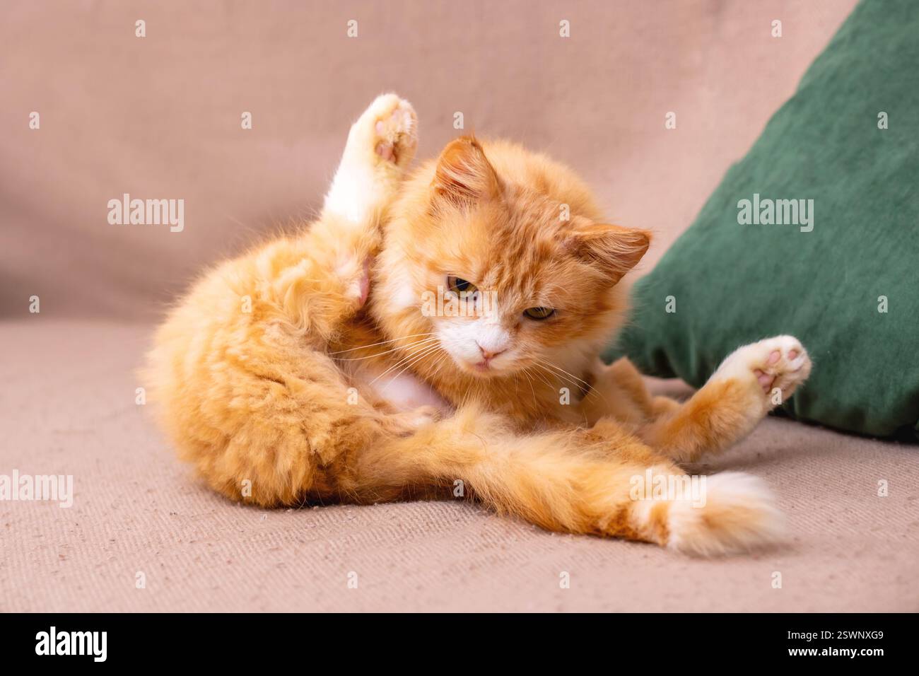 An orange and whitecolored cat is sitting on a couch, using its paws to ...