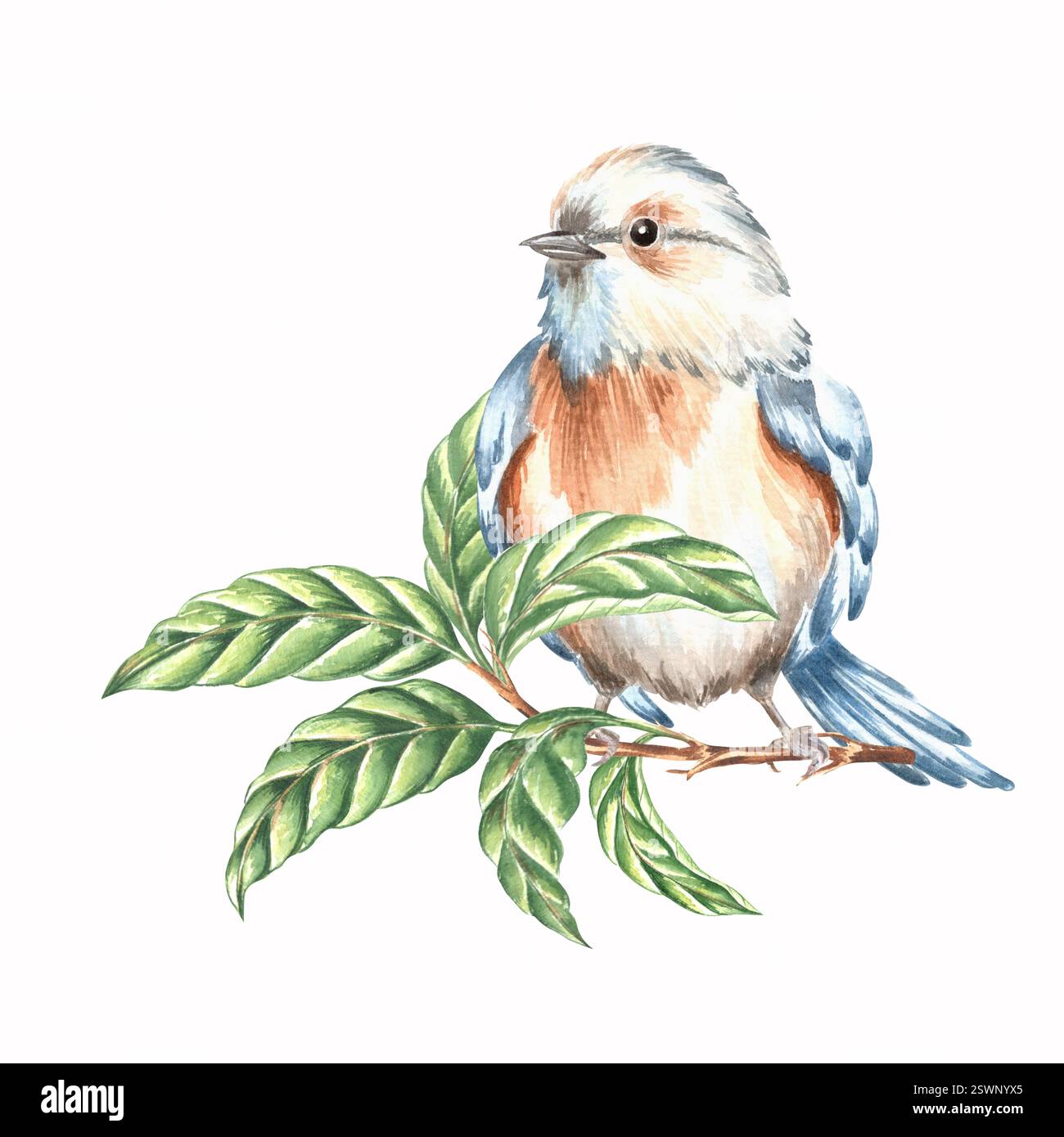 Eastern bluebird on branch. Small songbird with blue orange plumage ...