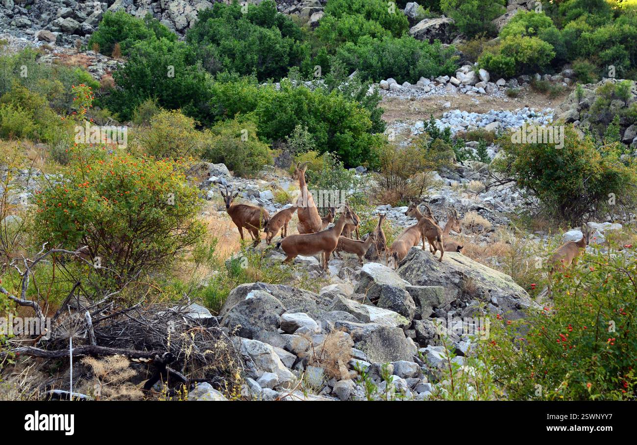 Mountain Goats live in various regions of Turkey Stock Photo - Alamy