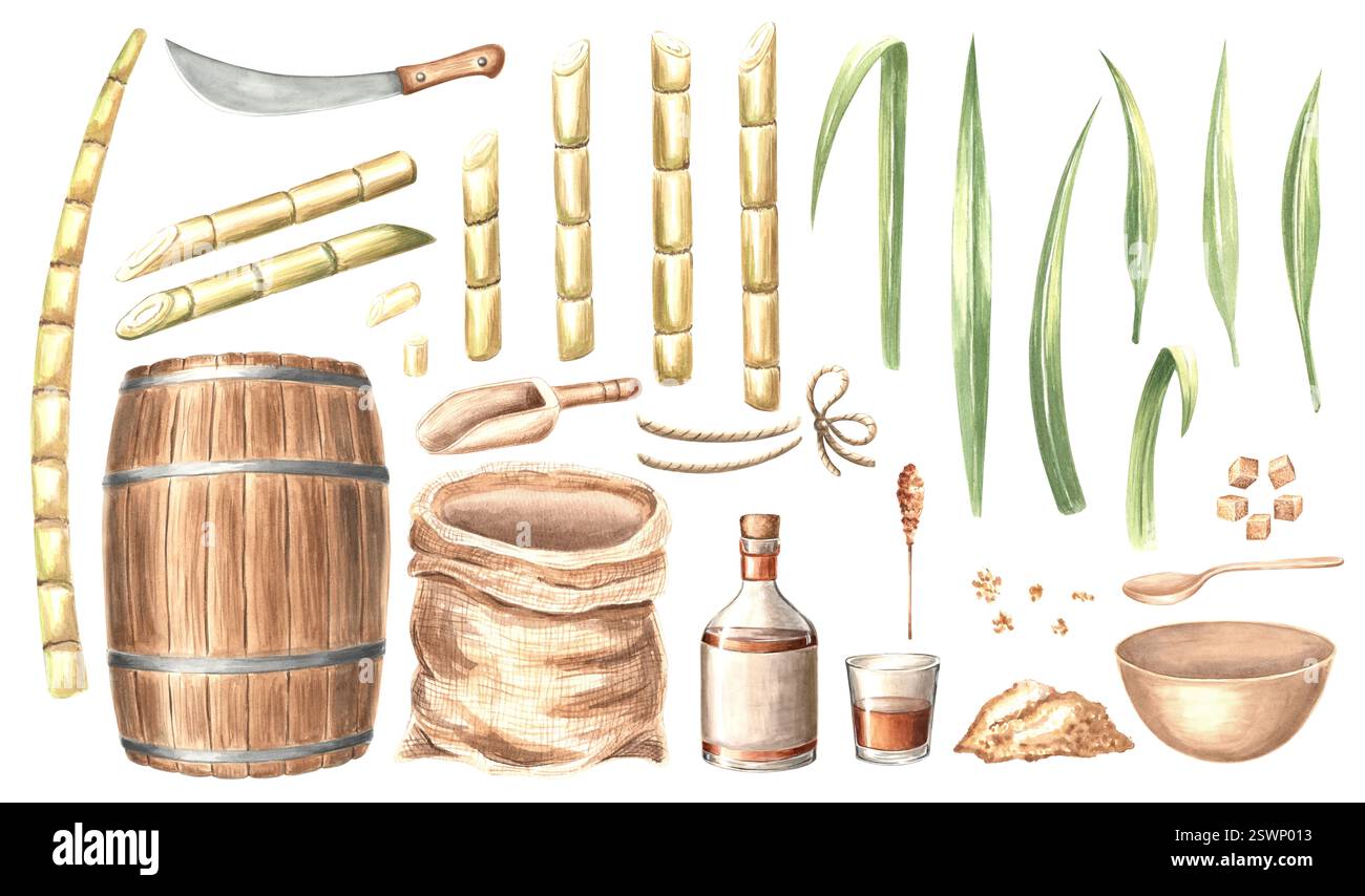 Set of Ingredient for rum. Sugar cane stems with leaves and brown sugar ...