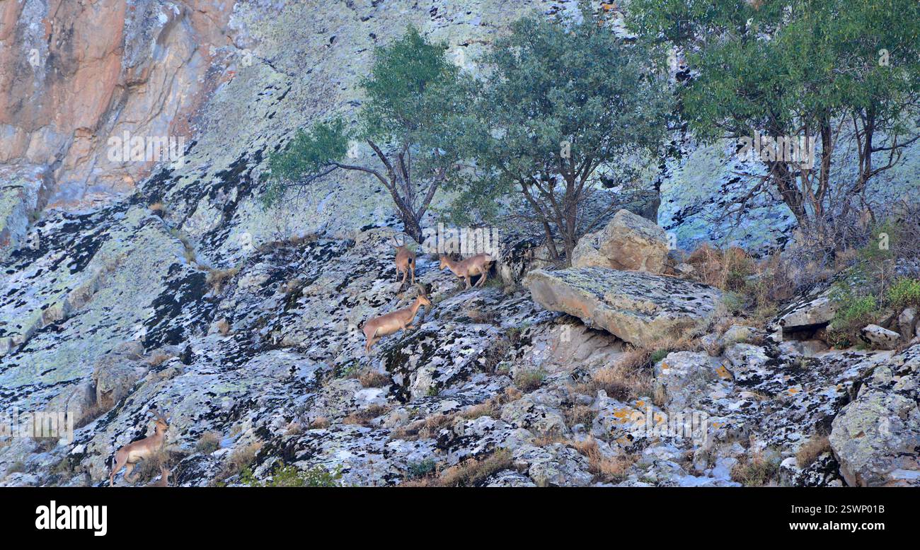 Mountain Goats live in various regions of Turkey Stock Photo - Alamy