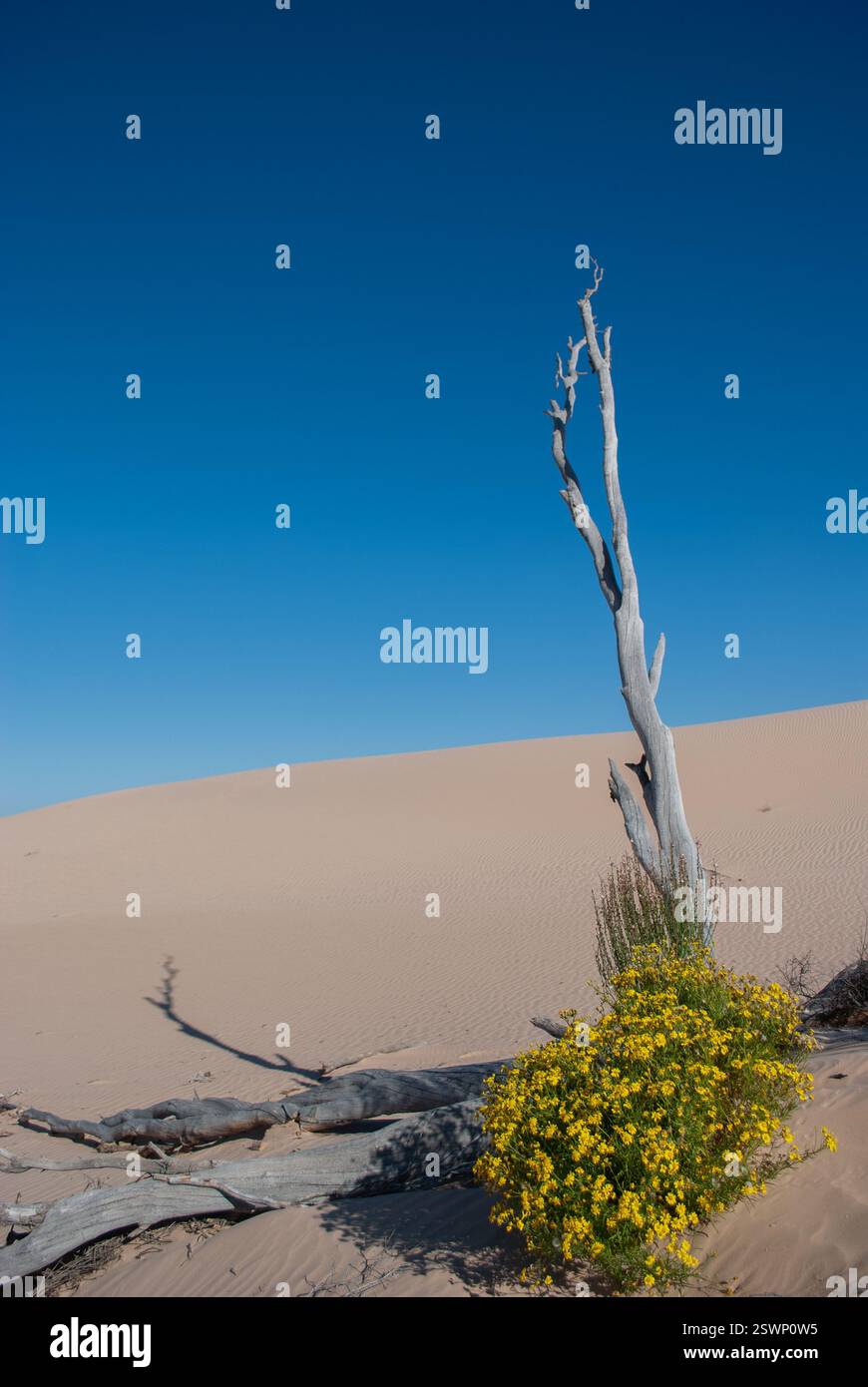 desert in outback Australia Stock Photo - Alamy