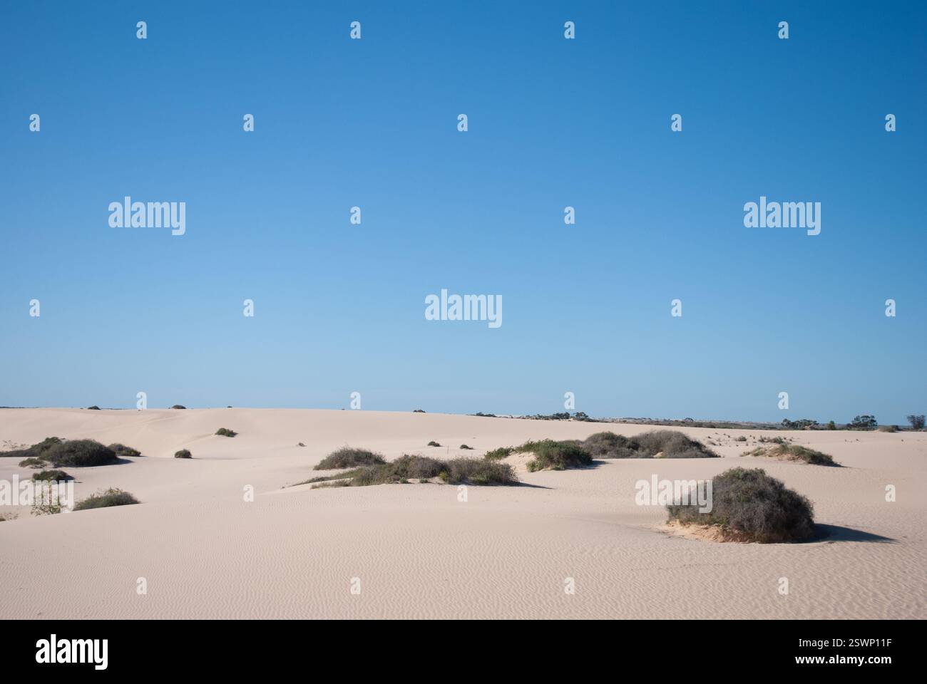 desert in outback Australia Stock Photo - Alamy