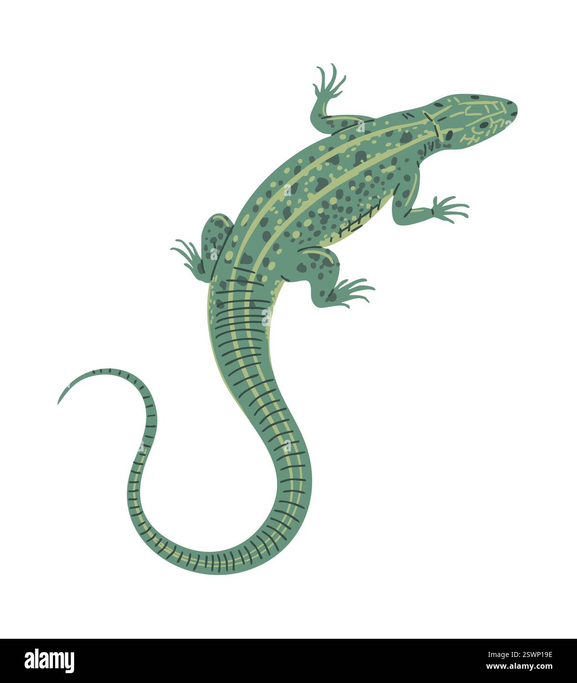 Green lizard on white background Stock Vector Image & Art - Alamy
