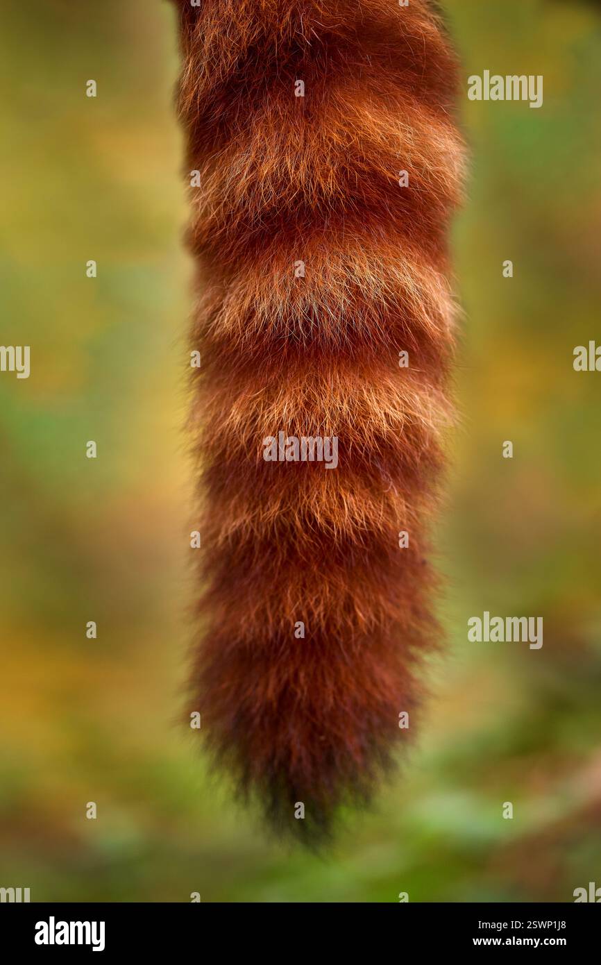 Orange red panda tail. Red panda feeding tree fruit in Nepal. Panda ...