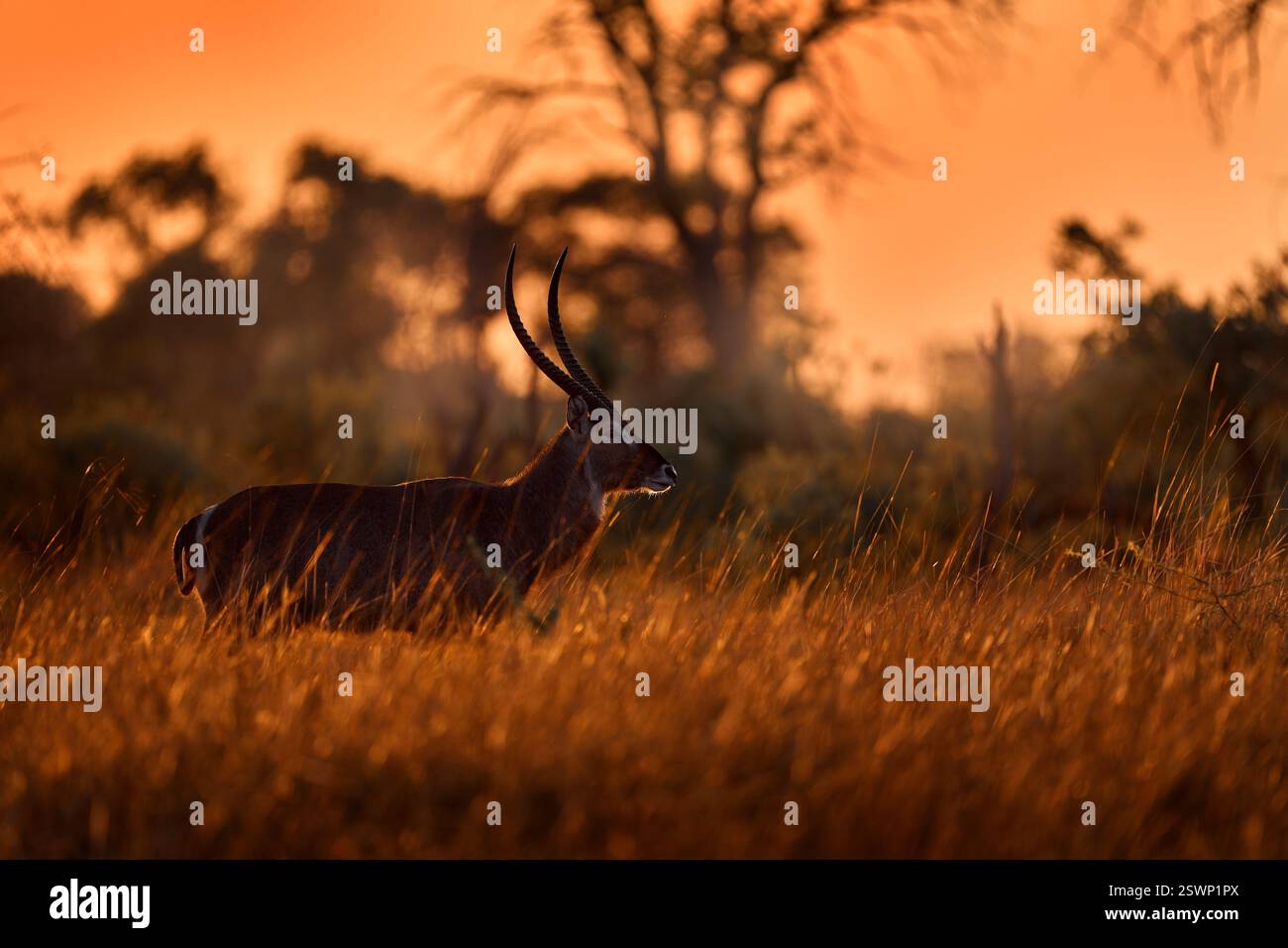 Africa sunset with antelope. Waterbuck, Kobus ellipsiprymnus, large ...