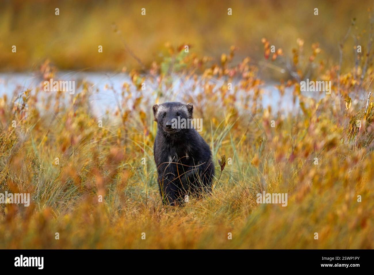 Wolverine in Finnish taiga. Wildlife scene from nature. Rare running ...