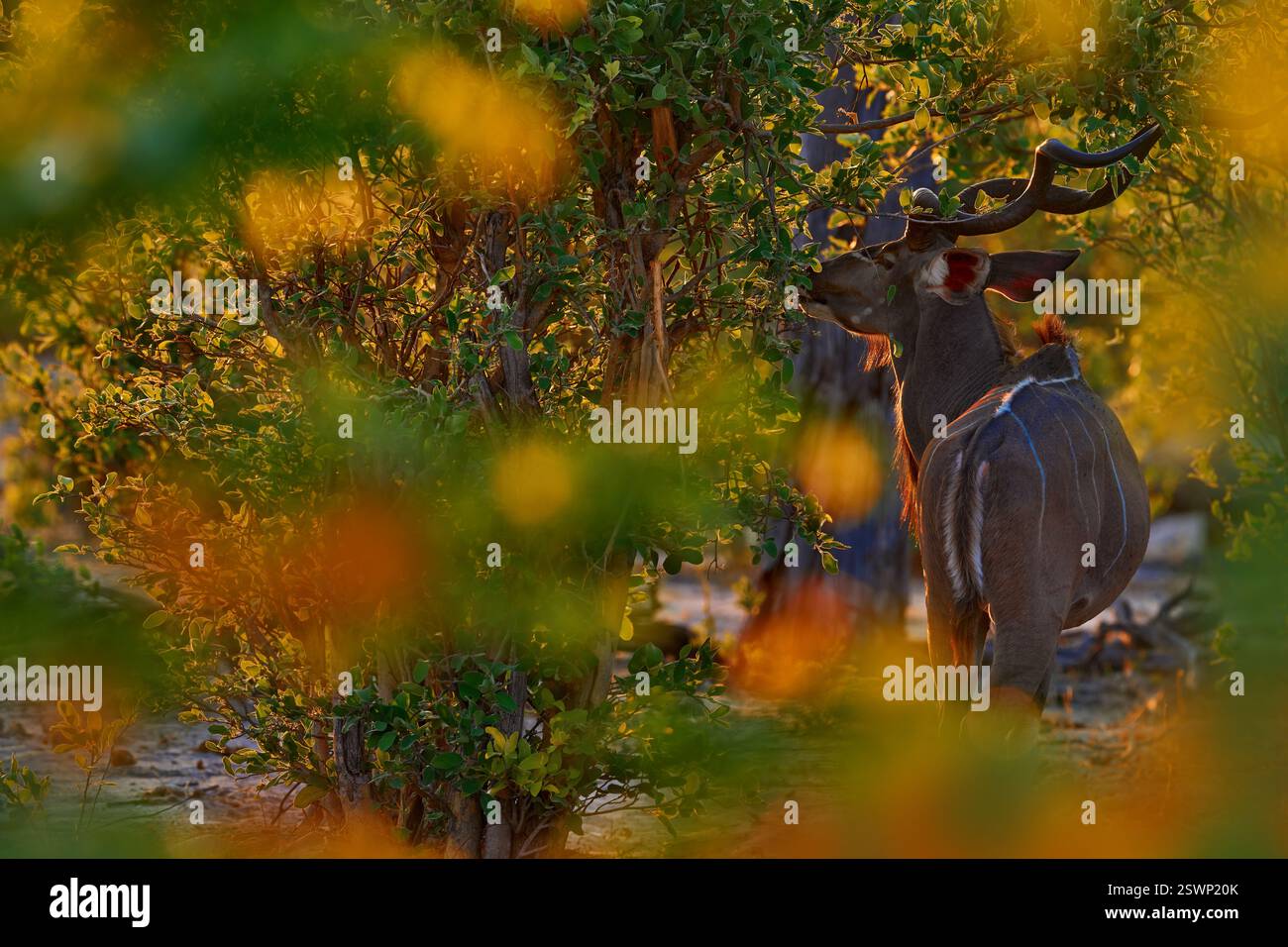 Africa sunset. Kudu sunset in the orange evening vegetation, hidden in ...
