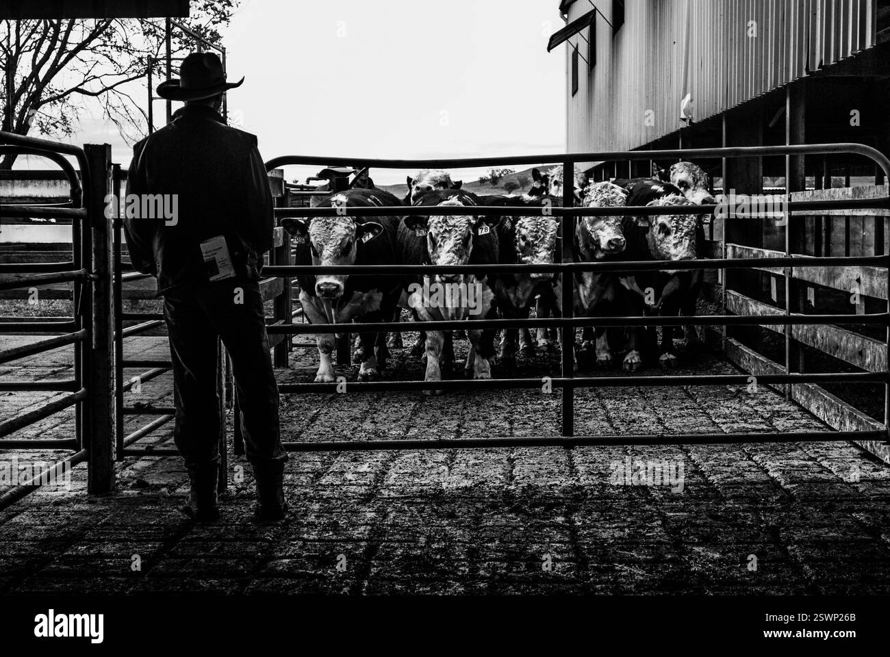 men working cattle in Australia Stock Photo - Alamy