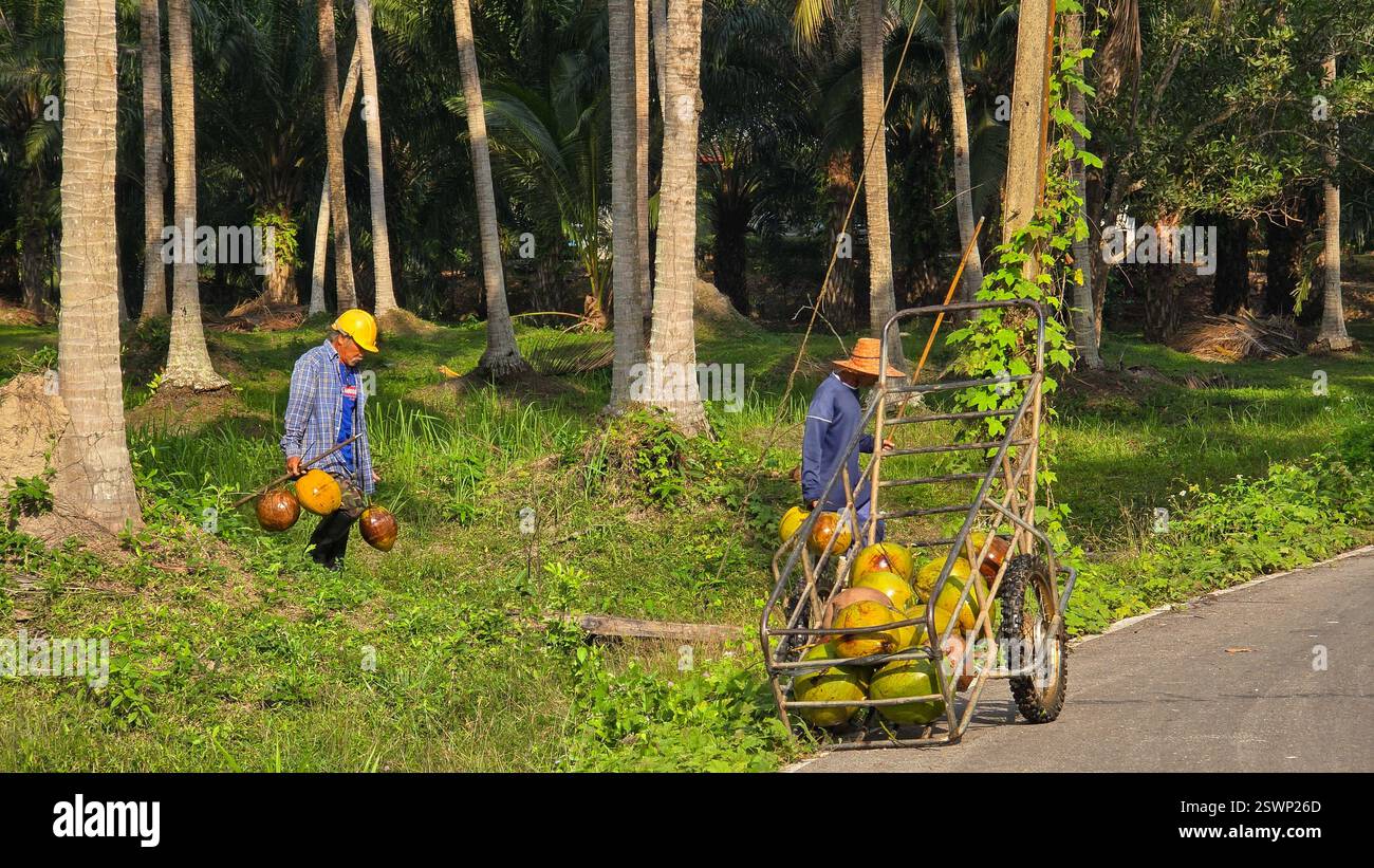 Chumphon Thailand 2 February 2025,, two workers gather coconuts from ...