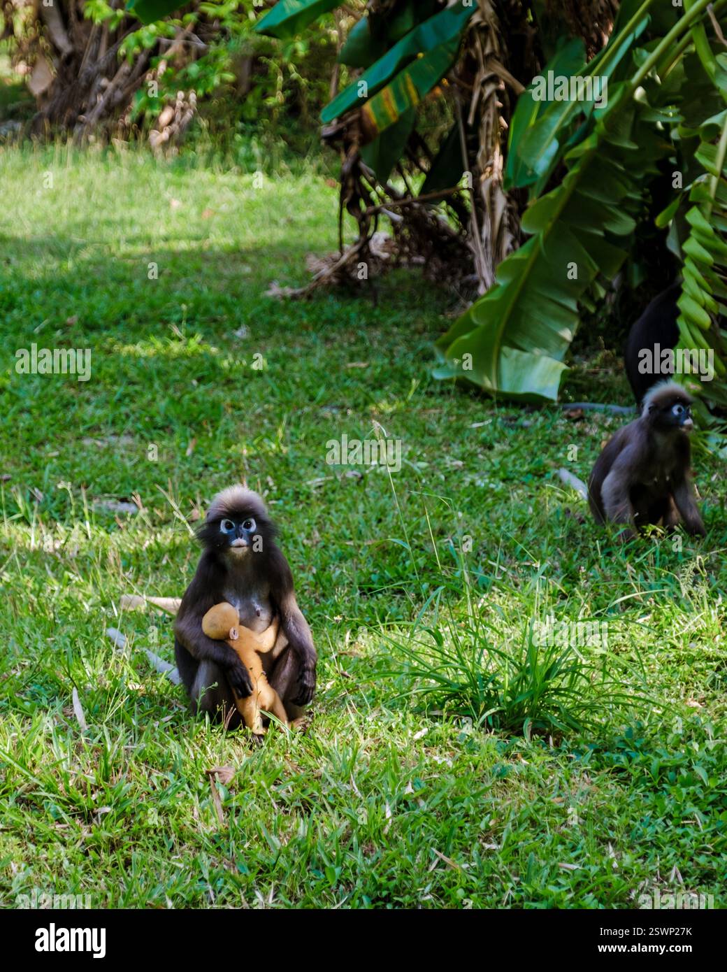 In the lush greenery of Railay Beach, playful Popa Langur monkeys interact with one another ...