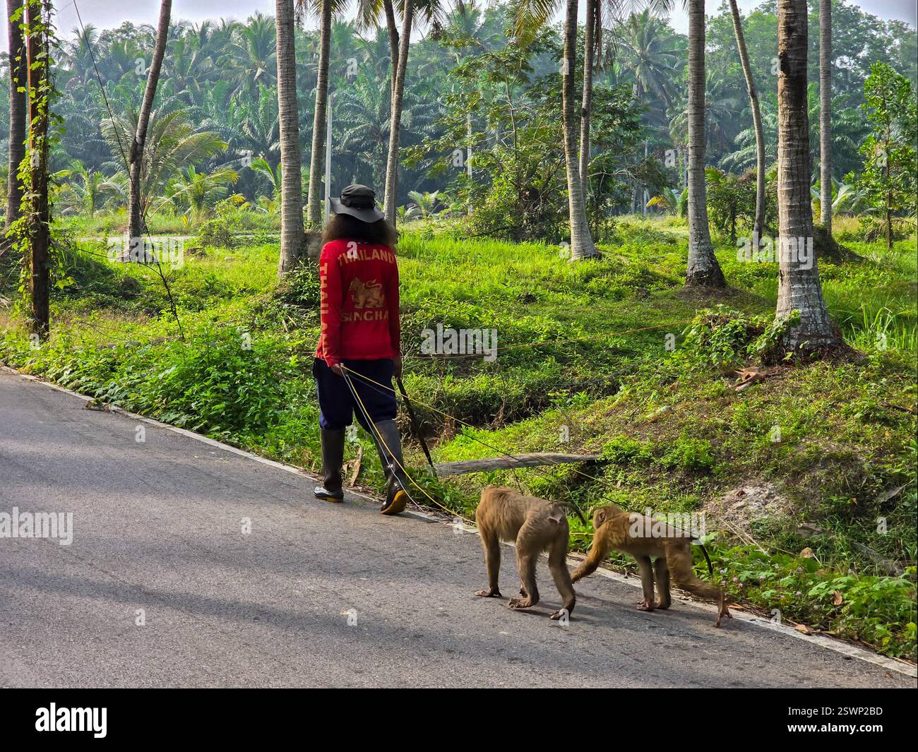 Chumphon Thailand 2 February 2025, A man walks along a quiet road ...