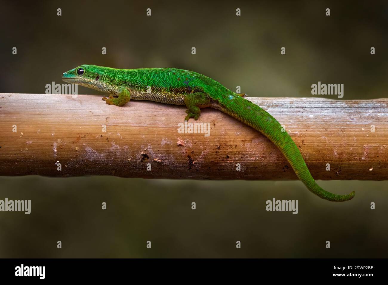 Island day gecko, Phelsuma nigristriata, endemic lizard to Mayotte ...