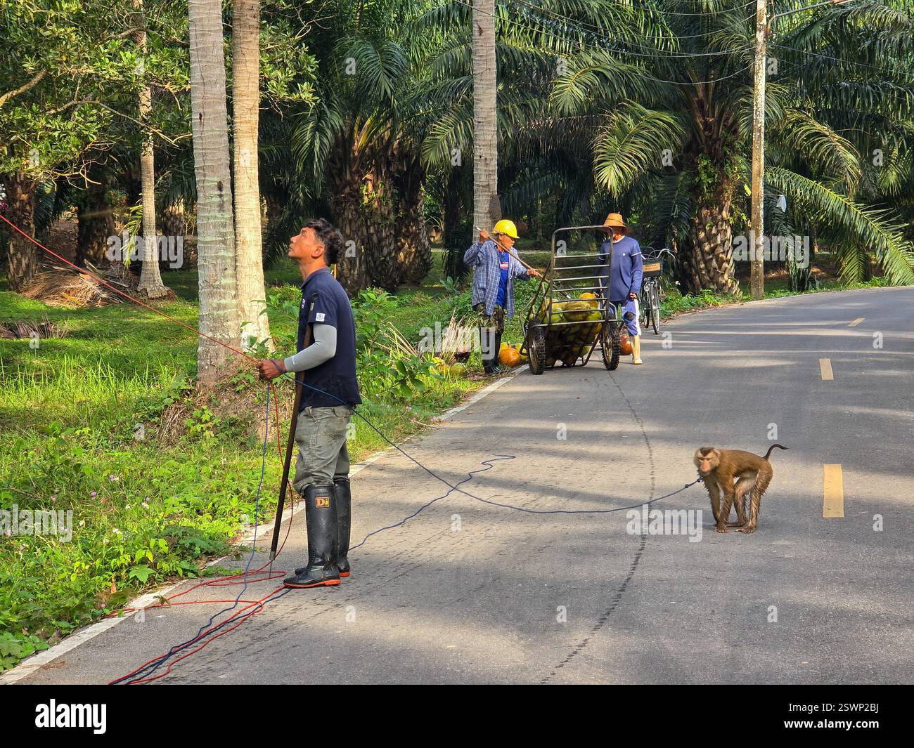 Chumphon Thailand 2 February 2025, workers at a coconut plantation ...