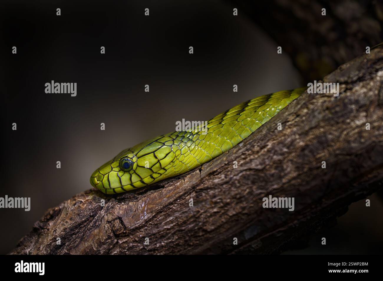 West African Green Mamba, Dendroaspis viridis, close-up detail portrait ...