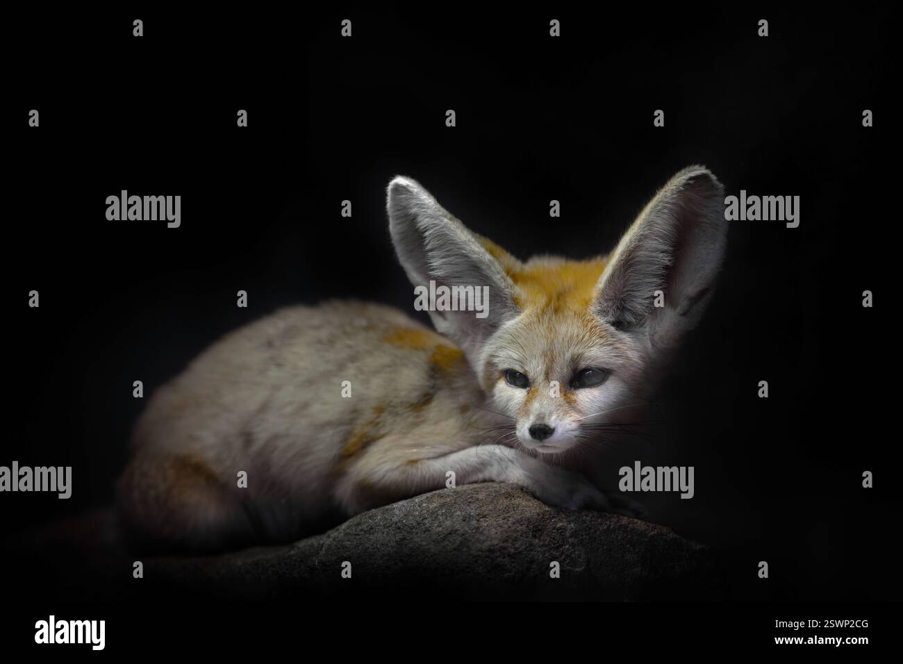 Fennec fox the dark night. Fennec fox, Vulpes zerda, small crepuscular ...
