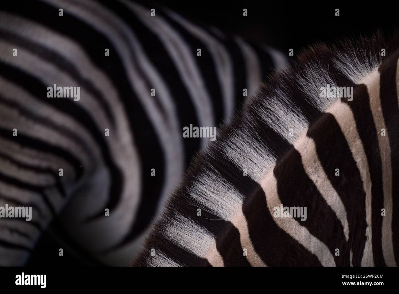 Zebra mane black and white detail, art view on nature. Dark Africa ...