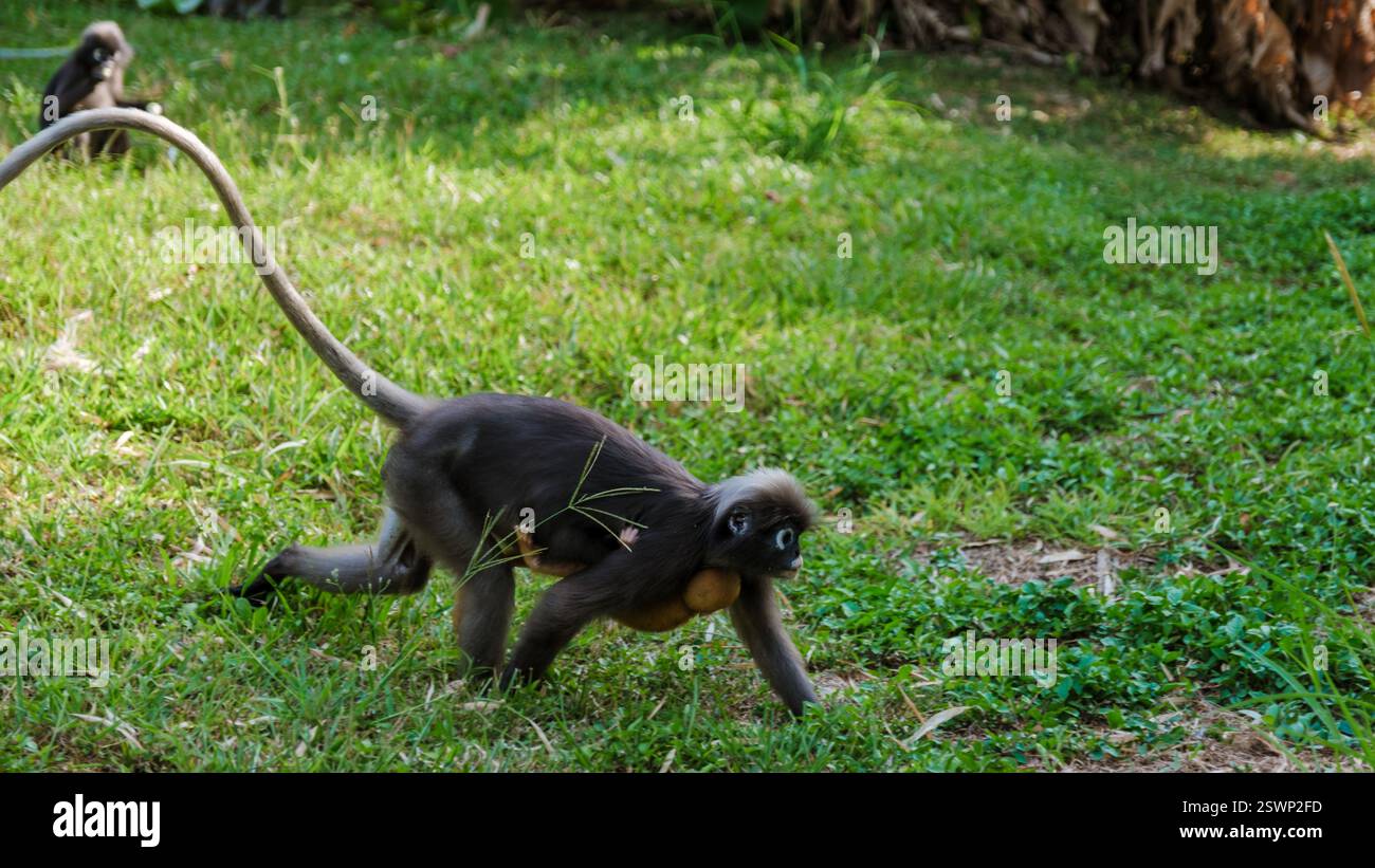 Amidst the vibrant greenery of Railay Beach, playful Popa Langur ...