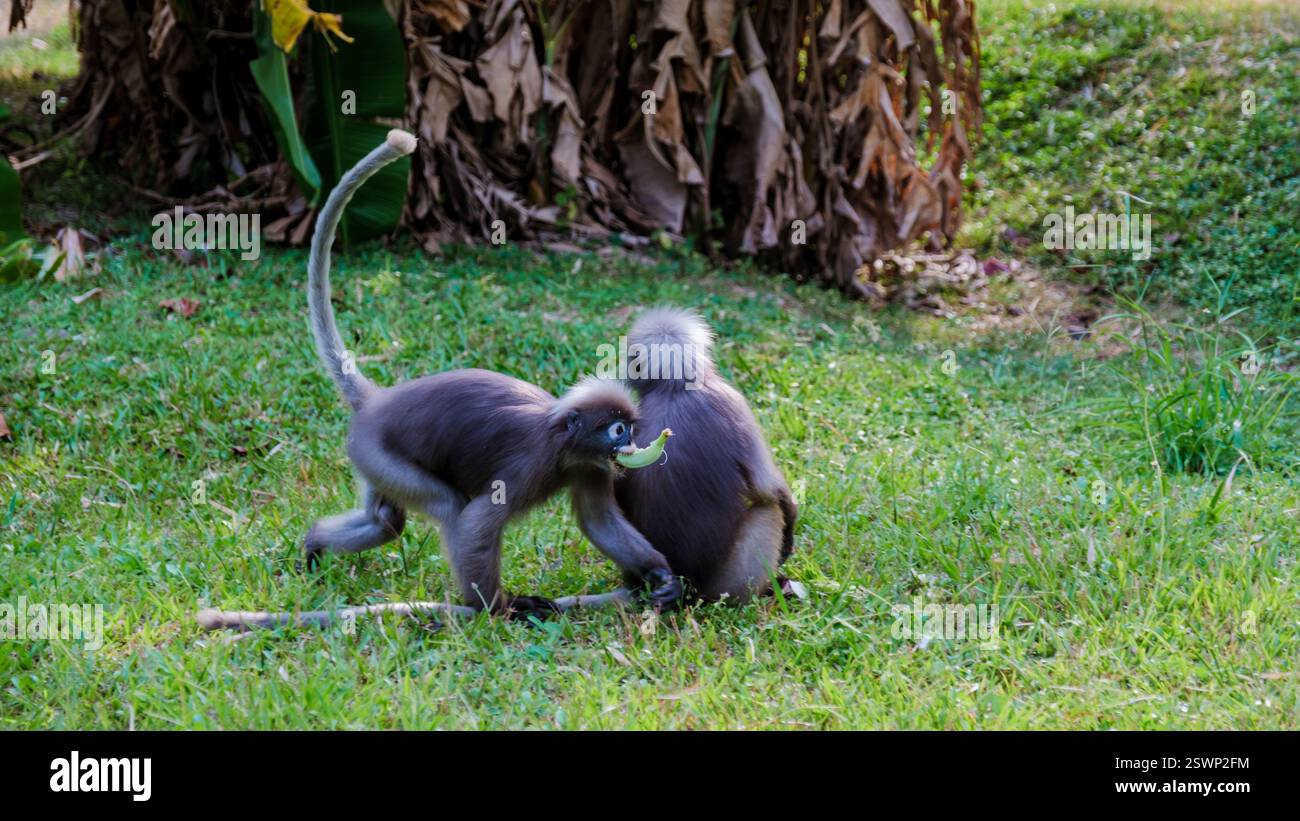 Two playful Popa Langur monkeys explore their vibrant surroundings at ...