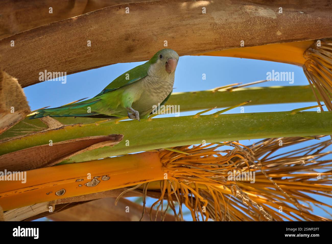 Monk parakeet, Myiopsitta monachus, grey green parrot in nature habitat ...