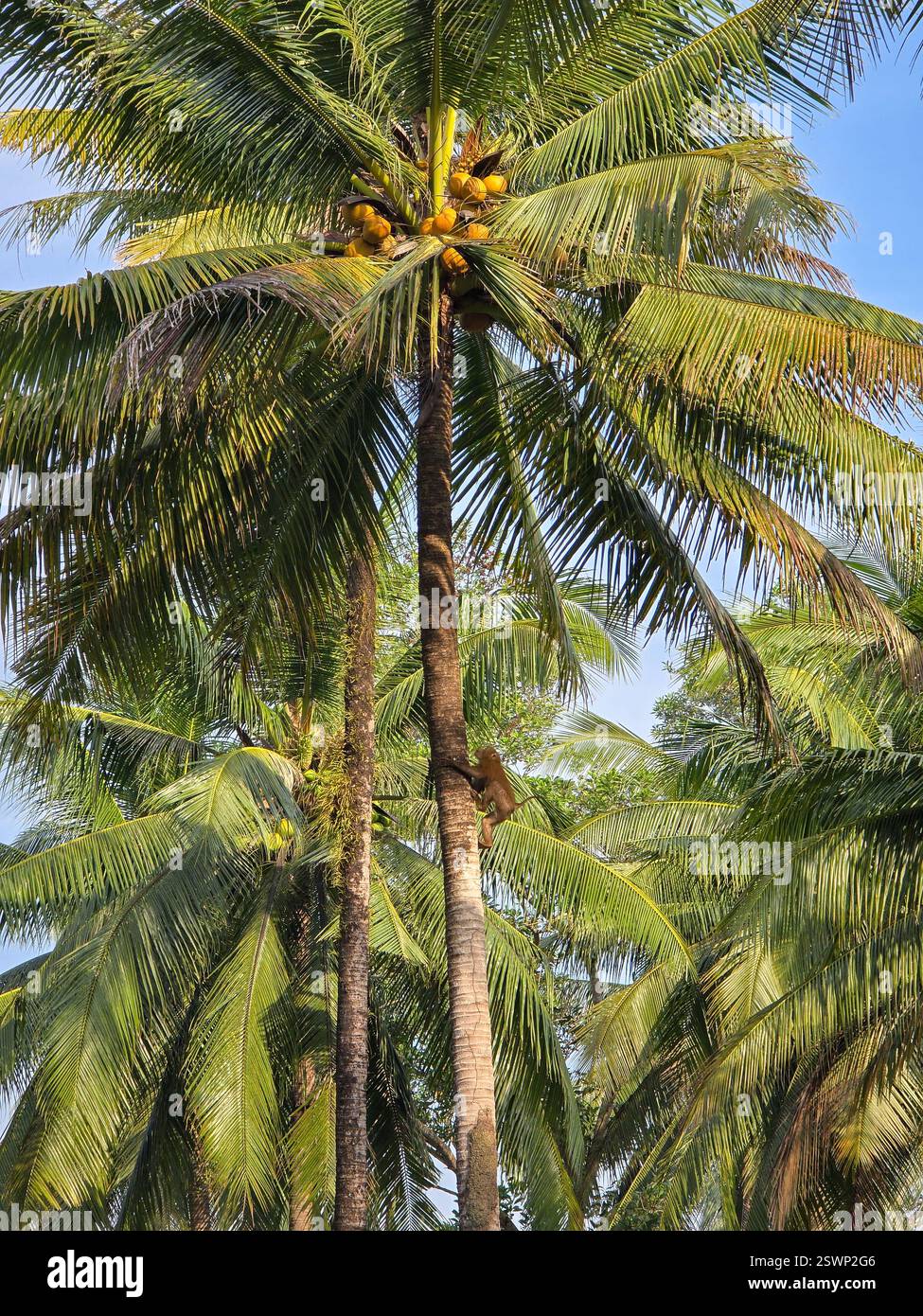 monkey scales a tall coconut tree, surrounded by vibrant palm trees in ...