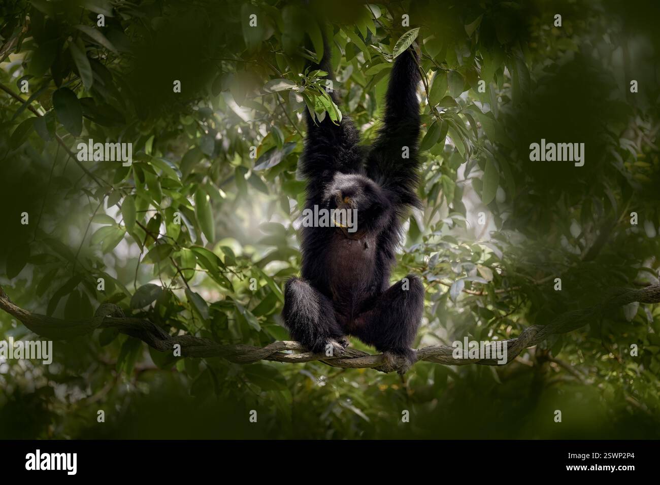 Siamang, Symphalangus syndactylus, big black monkey sitting in the ...