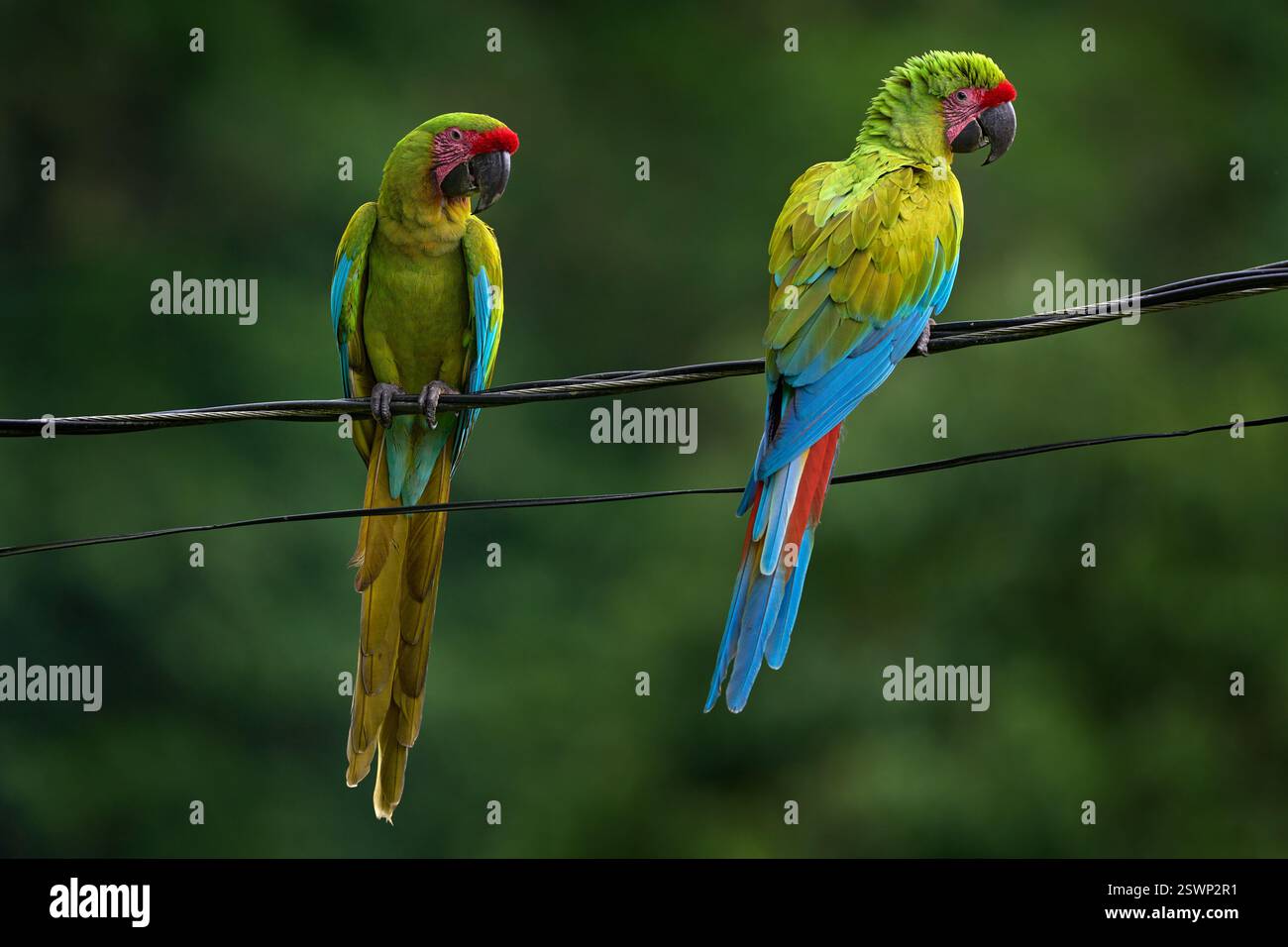 Wildlife Costa Rica, green macaw parrot. Ara ambigua fly in the nature ...