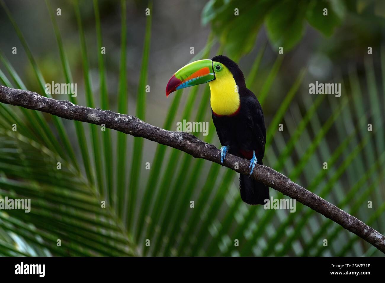 Mexico wildlife, tucan on tree branch. Keel-billed Toucan, Ramphastos ...