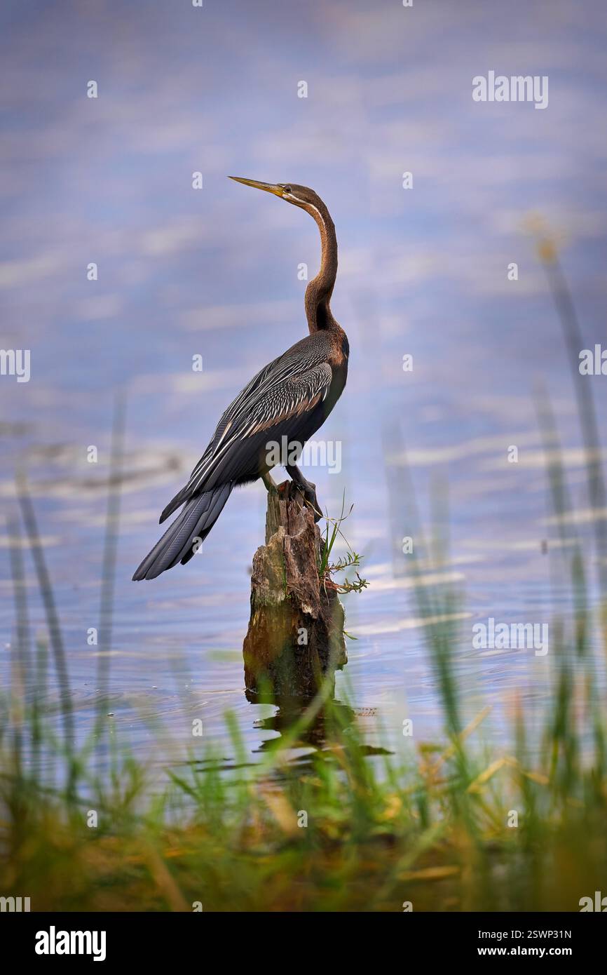 African darter, Anhinga rufa, sometimes called the snakebird, with prey ...