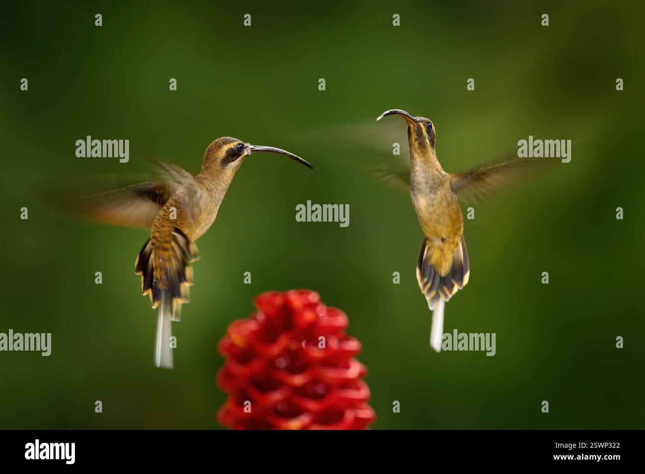Long-billed Hermit, Phaethornis longirostris, bird in the forest ...