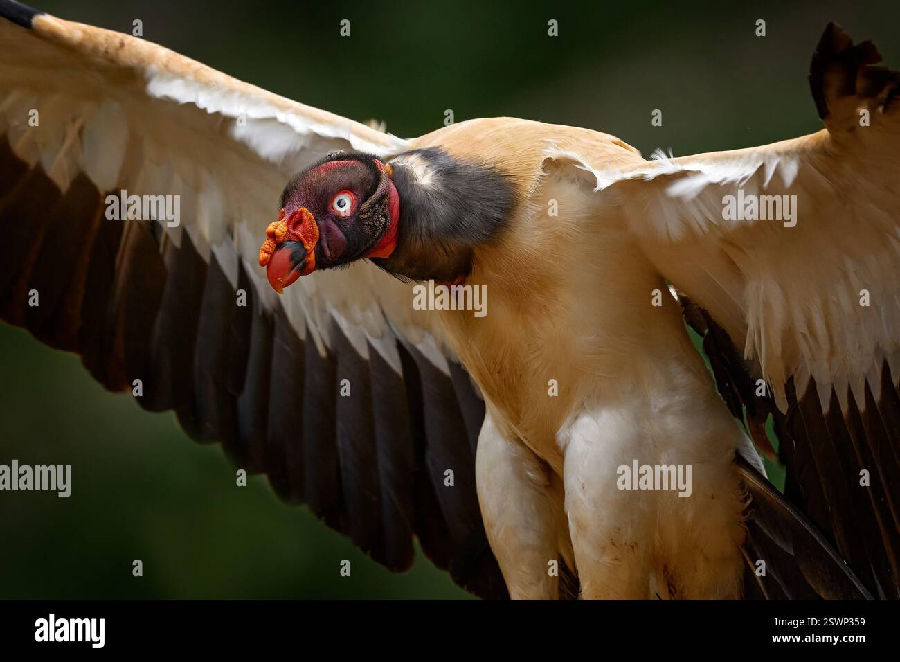 Shake dust of plumage feather. King vulture, Sarcoramphus papa, large ...