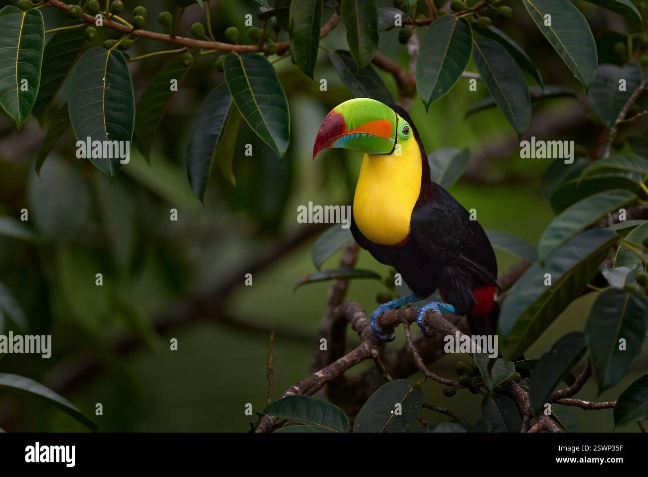 Birdwatching in Mexico. ucan on tree branch. Keel-billed Toucan ...