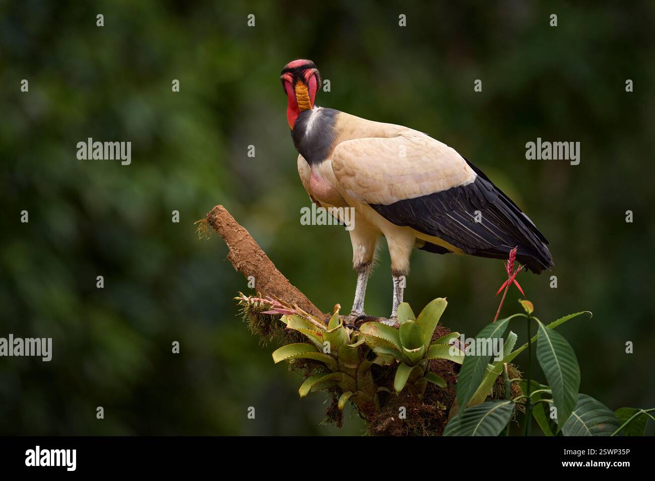 Shake dust of plumage feather. King vulture, Sarcoramphus papa, large ...
