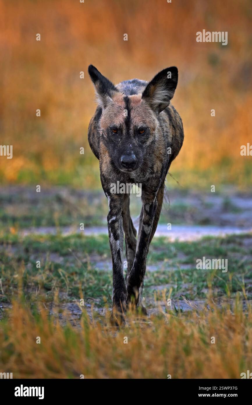 African wild dog, Lycaon pictus, detail portrait open muzzle, Mana ...