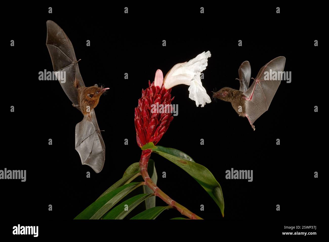 Costa Rica night nature. Orange nectar bat, Lonchophylla robusta ...