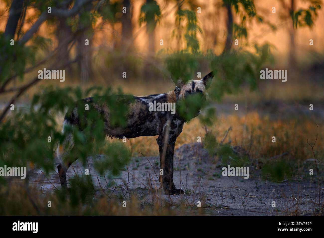 African wild dog, Lycaon pictus, detail portrait open muzzle, Mana ...