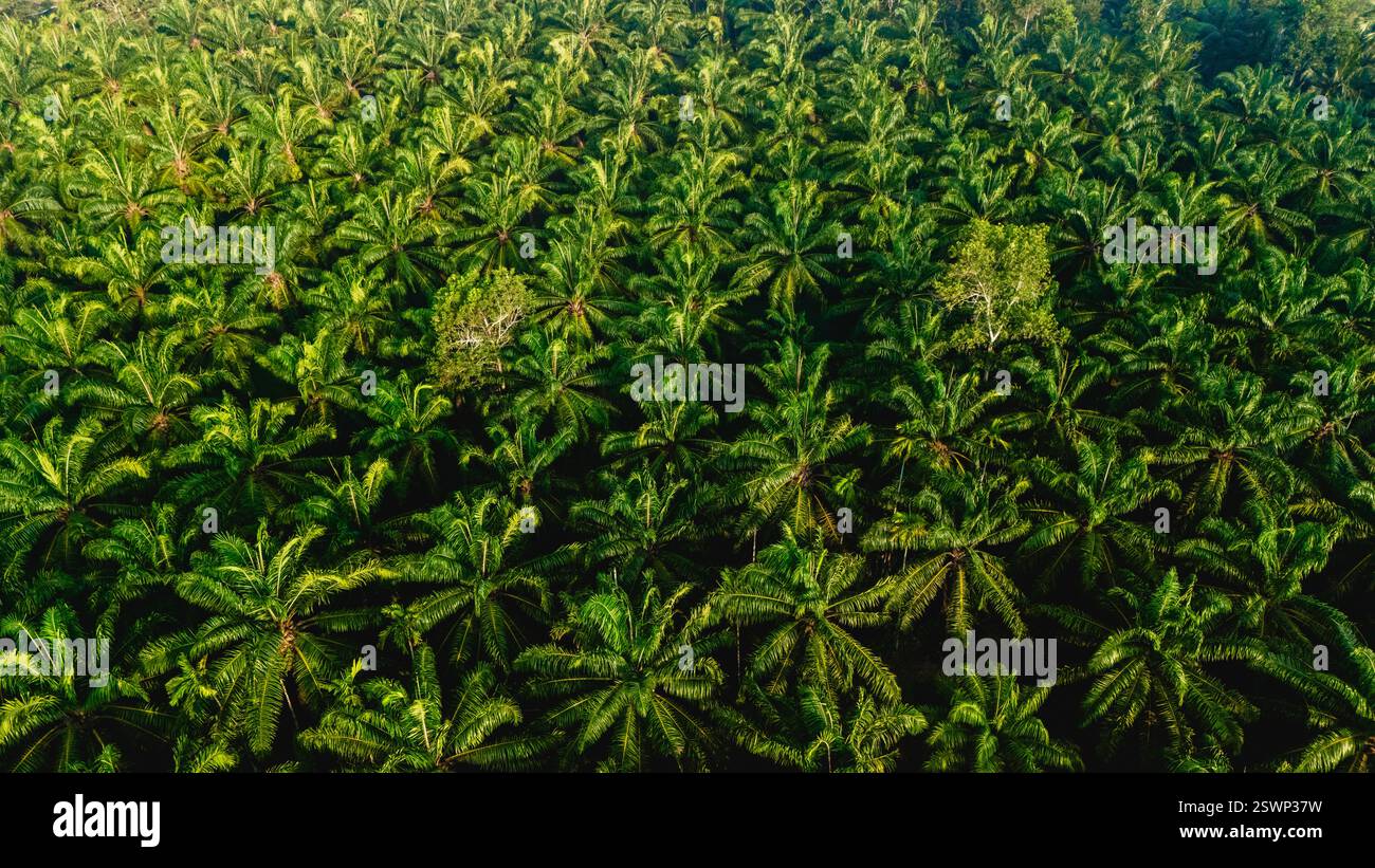 Expansive palm tree fields stretch across the landscape of Chumphon ...