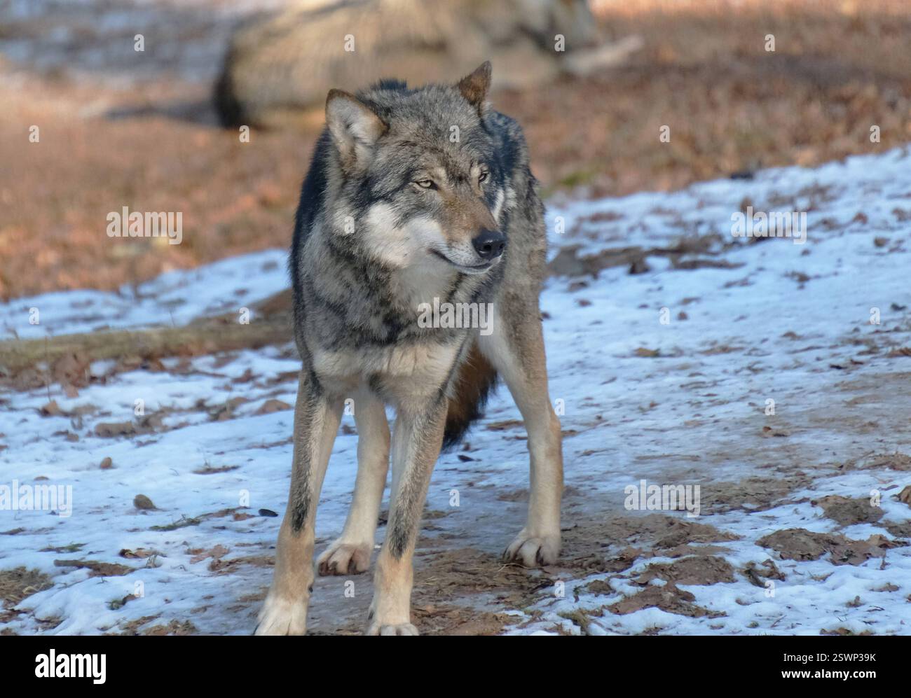 Wolf-Europaeischer Grauwolf in Deutschland in Aktion. Wolf-Grauwolf ...