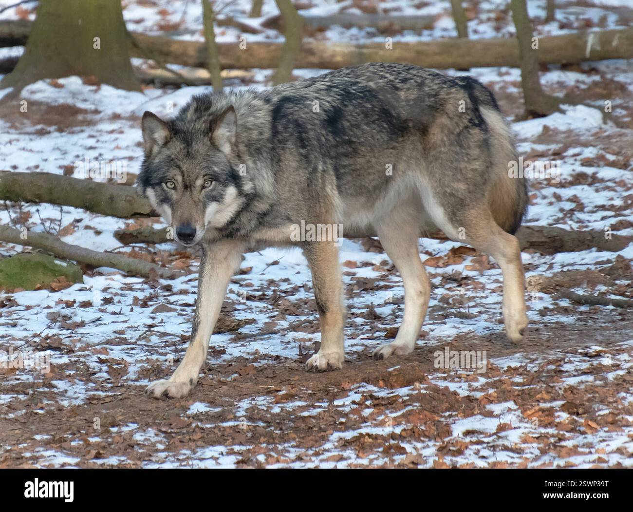 Wolf-Europaeischer Grauwolf in Deutschland in Aktion. Wolf-Grauwolf ...