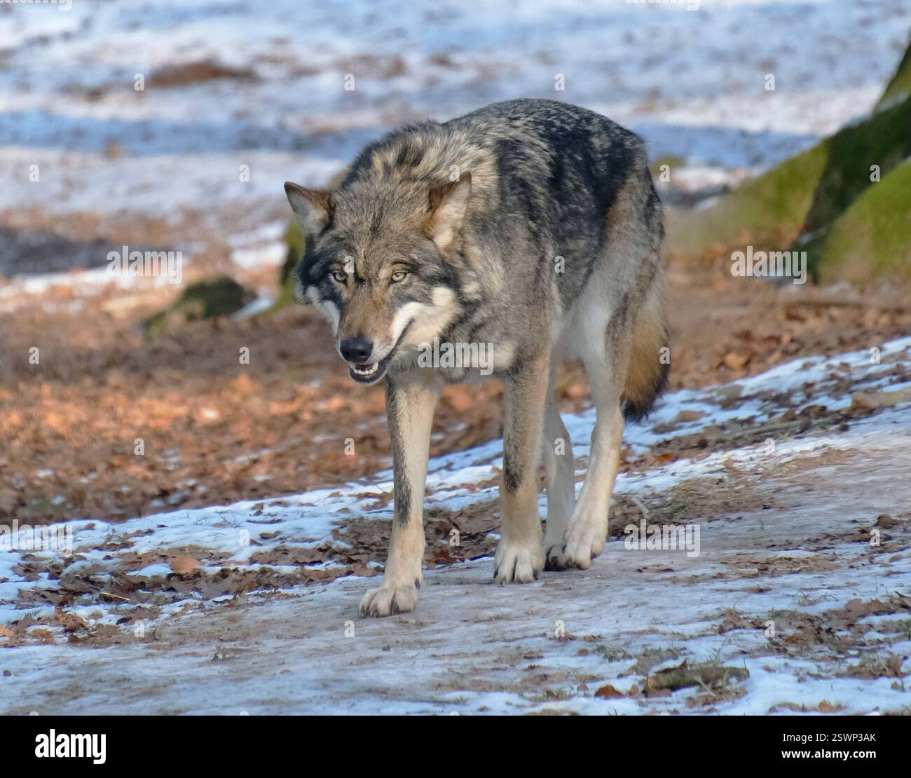 Wolf-Europaeischer Grauwolf in Deutschland in Aktion. Wolf-Grauwolf ...