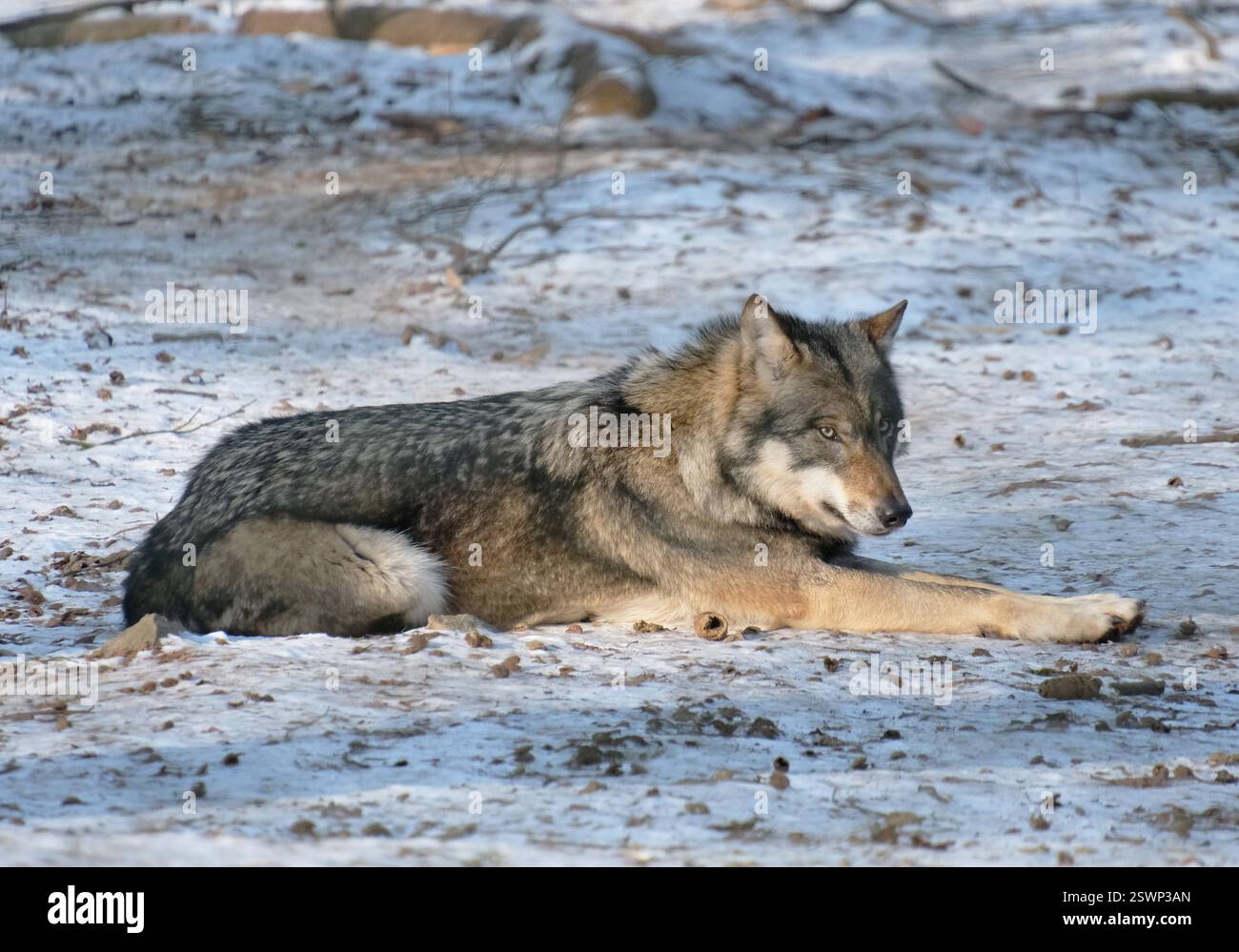 Wolf-Europaeischer Grauwolf in Deutschland in Aktion. Wolf-Grauwolf ...