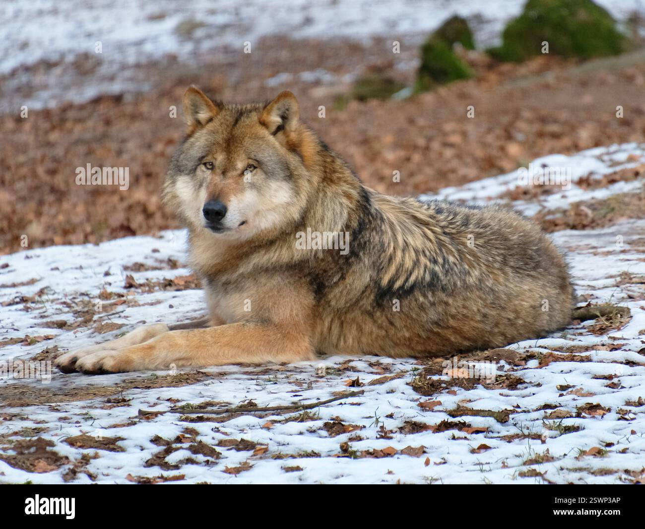 Wolf-Europaeischer Grauwolf in Deutschland in Aktion. Wolf-Grauwolf ...