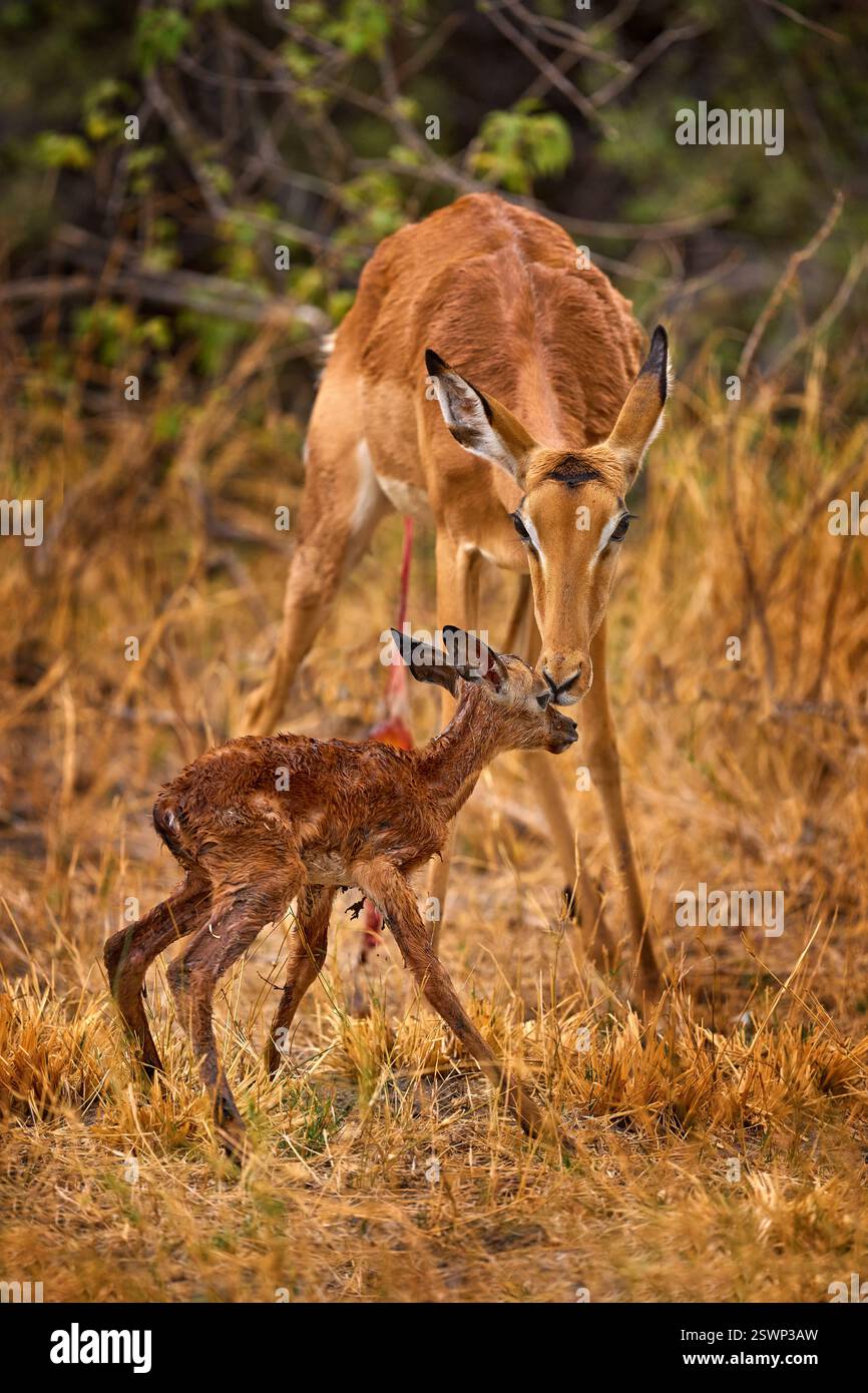 Impala antelope fresch new born in nature. Young baby animal cub ...