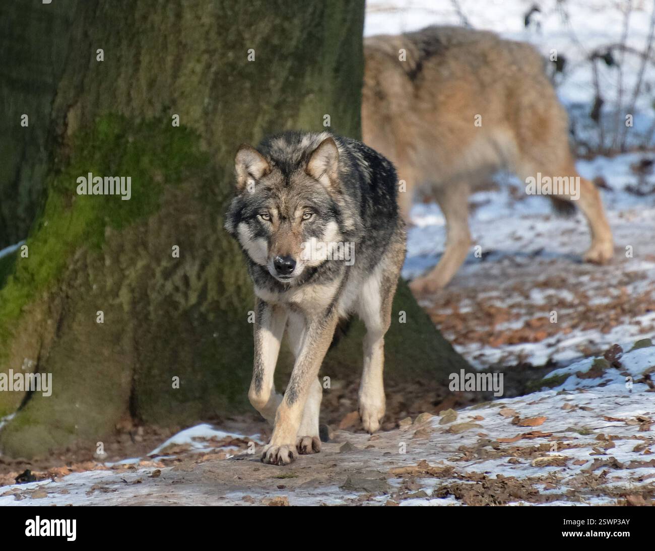 Wolf-Europaeischer Grauwolf in Deutschland in Aktion. Wolf-Grauwolf ...