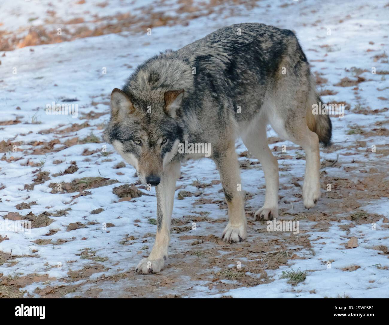 Wolf-Europaeischer Grauwolf in Deutschland in Aktion. Wolf-Grauwolf ...