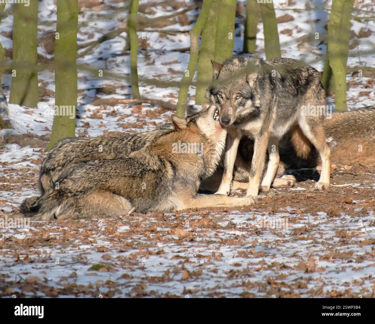 Wolf-Europaeischer Grauwolf in Deutschland in Aktion. Wolf-Grauwolf ...