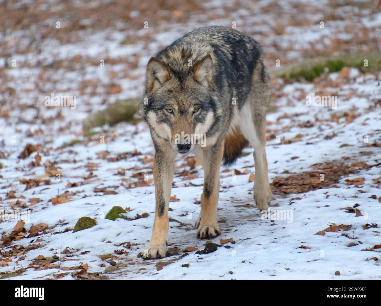 Wolf-Europaeischer Grauwolf in Deutschland in Aktion. Wolf-Grauwolf ...